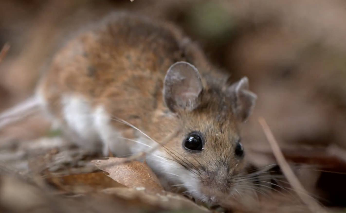 Brave Rodents crucial to the Ecosystem | University of Trieste