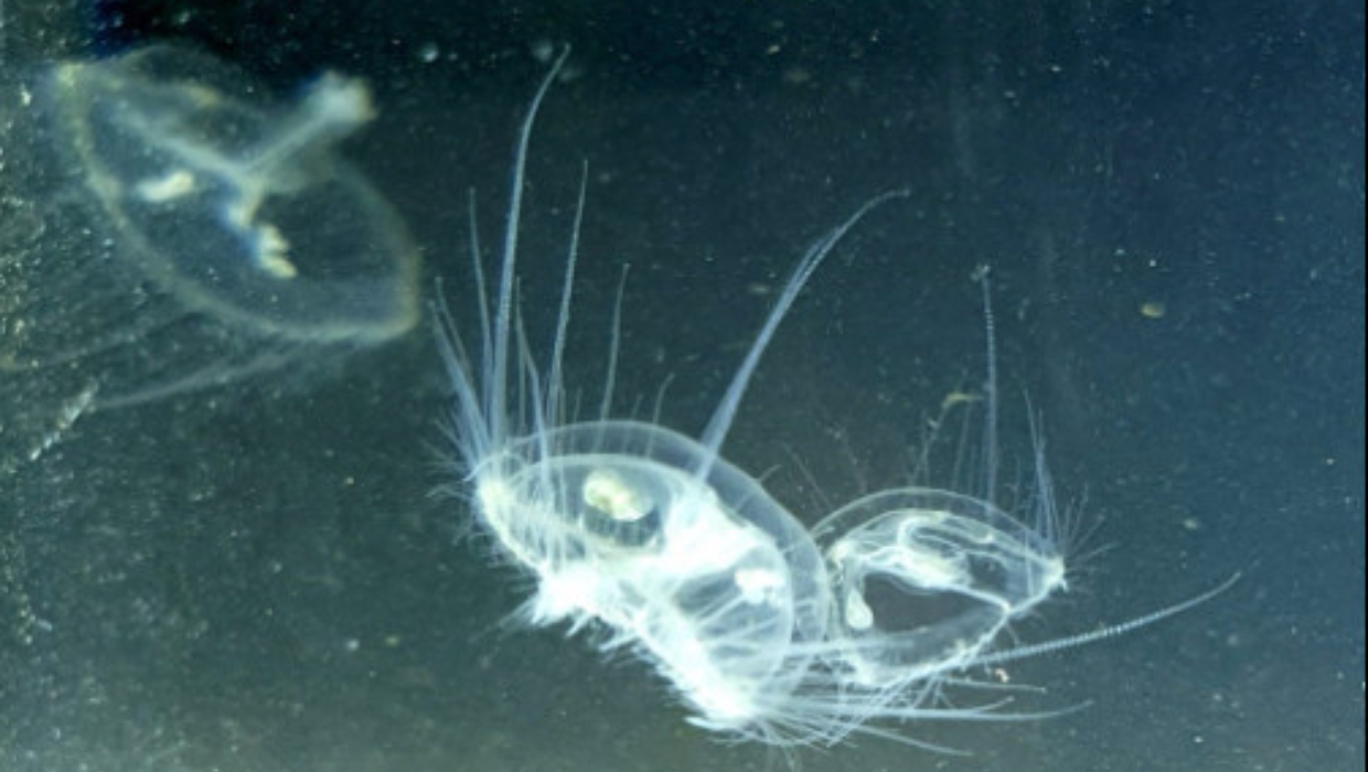 Medusa aliena nelle acque sotterranee del Timavo | Università degli ...